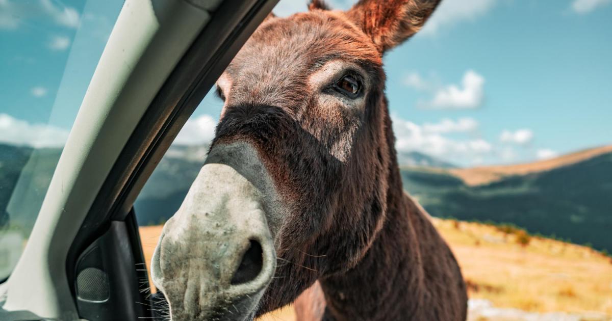 Η εξημέρωση των γαϊδάρων συνέβη στην Αφρική πριν από 7.000 χρόνια | Proson