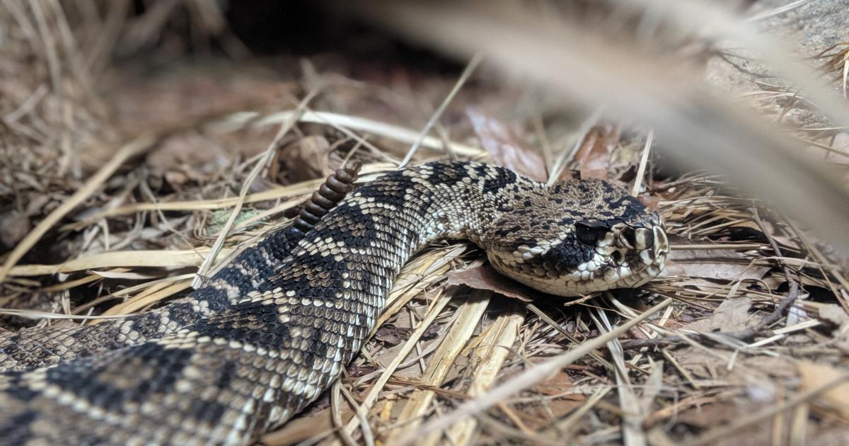 Θεσσαλονίκη: Βελτιώθηκε η υγεία της 39χρονης ερπετολόγου που τη δάγκωσε ...