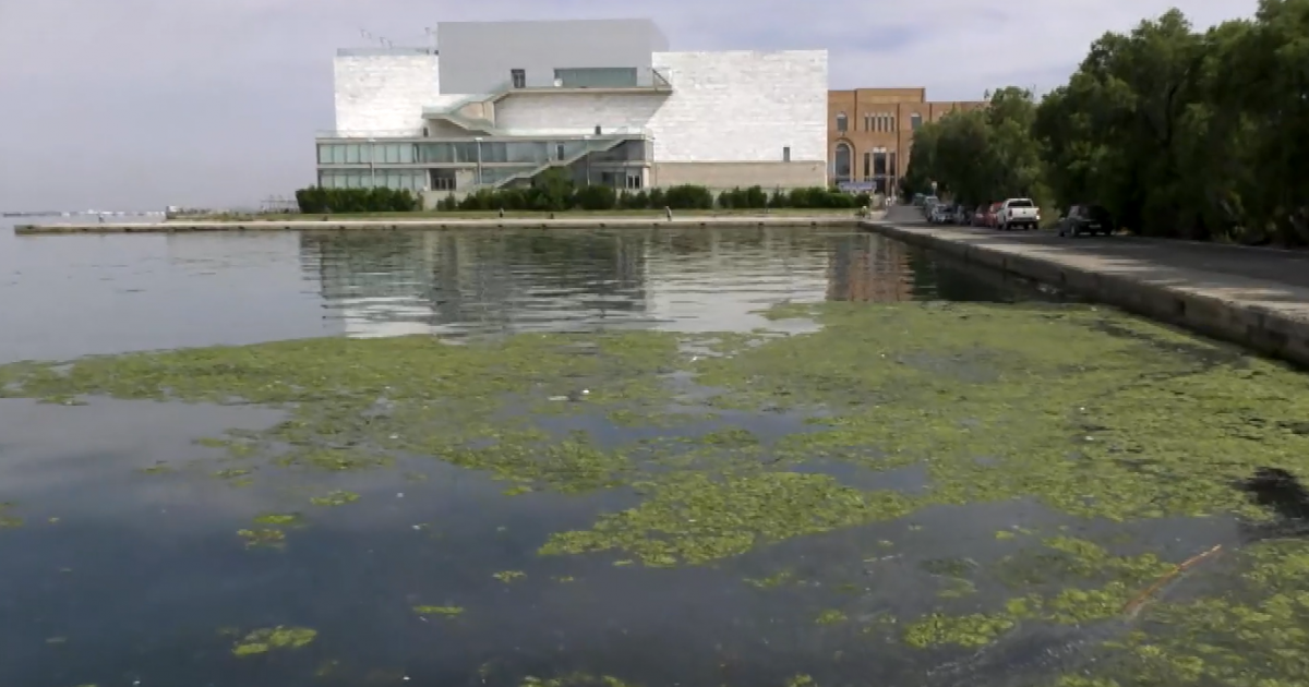 Θεσσαλονίκη: Δεκάδες λευκές μέδουσες και σκουπίδια στο Θερμαϊκό (βίντεο) | Proson