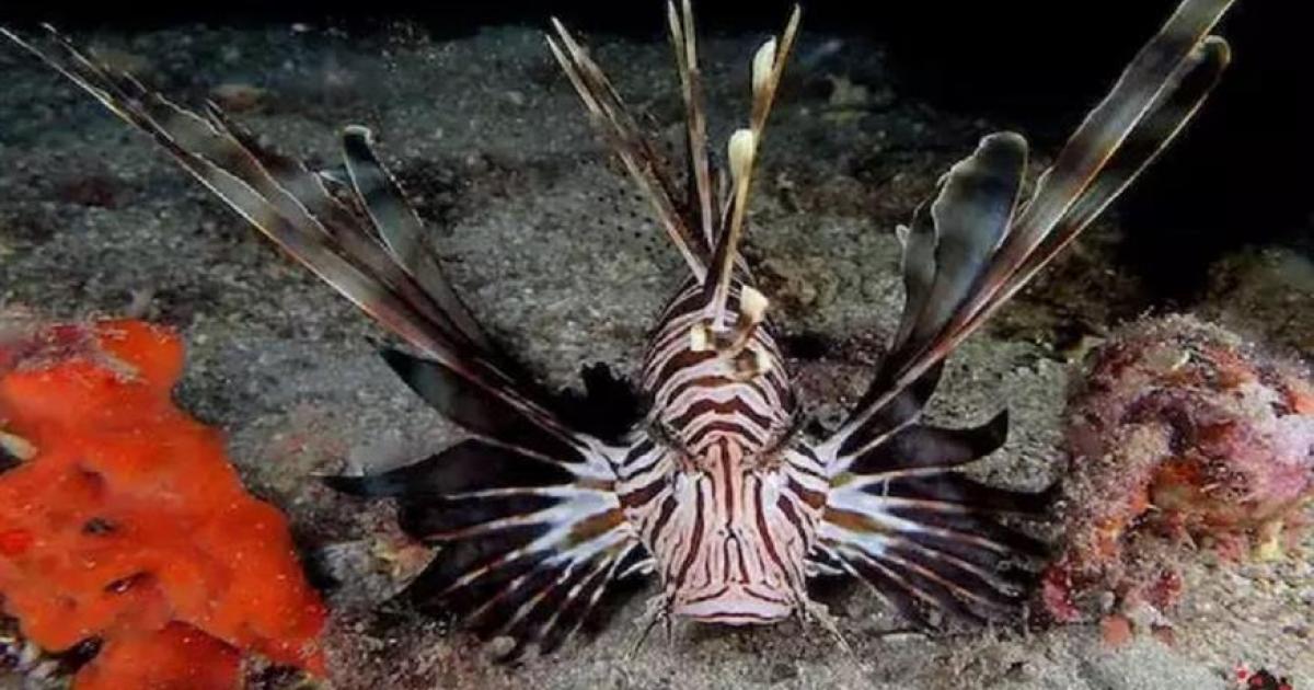 SOS για τις ελληνικές θάλασσες: «Έρχονται κοσμογονικές συνέπειες και επικίνδυνα ψάρια» | Proson