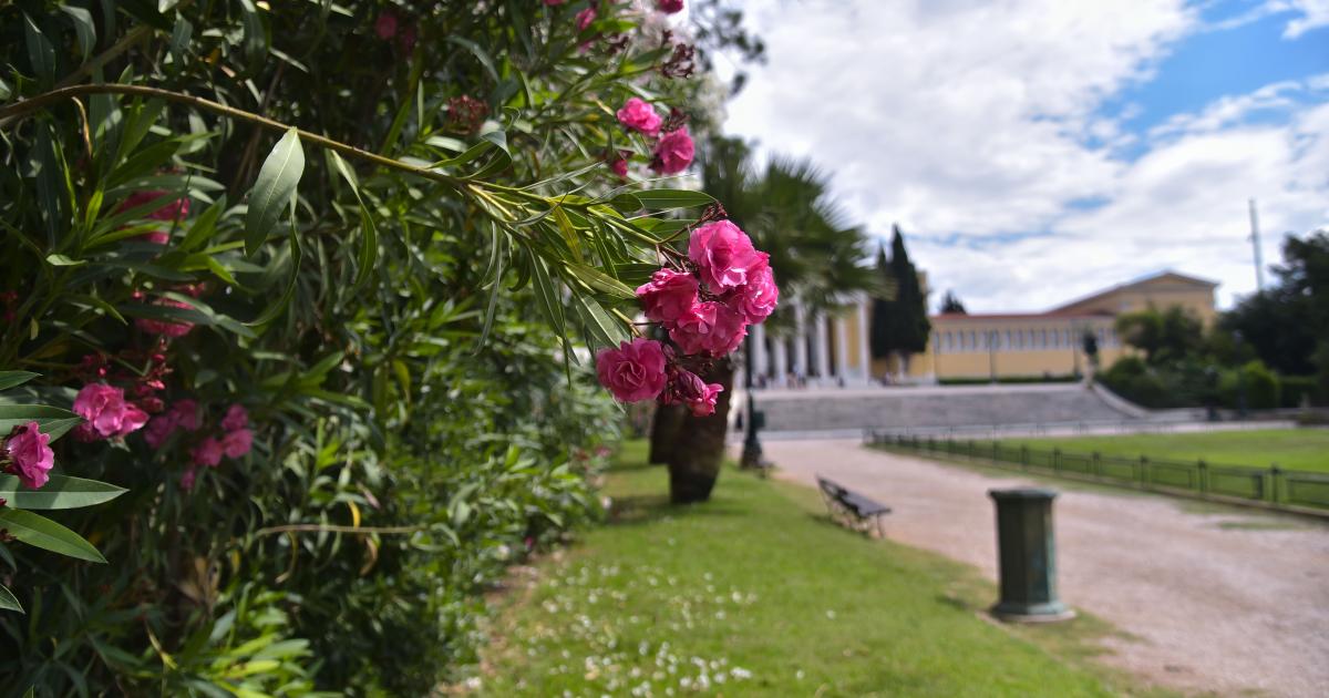 Καιρός: Επιστρέφει η άνοιξη και φέρνει και... αφρικανική σκόνη | Proson