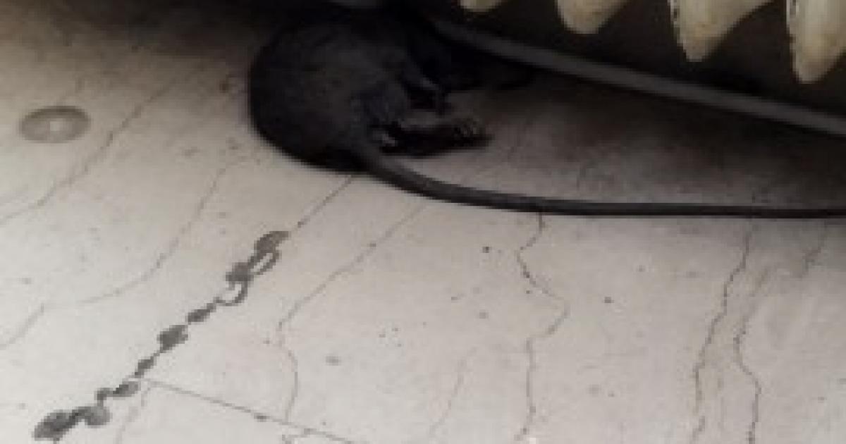 Εκπαιδευτικοί και... ποντίκια εν έτει 2024 (εικόνες) | Proson