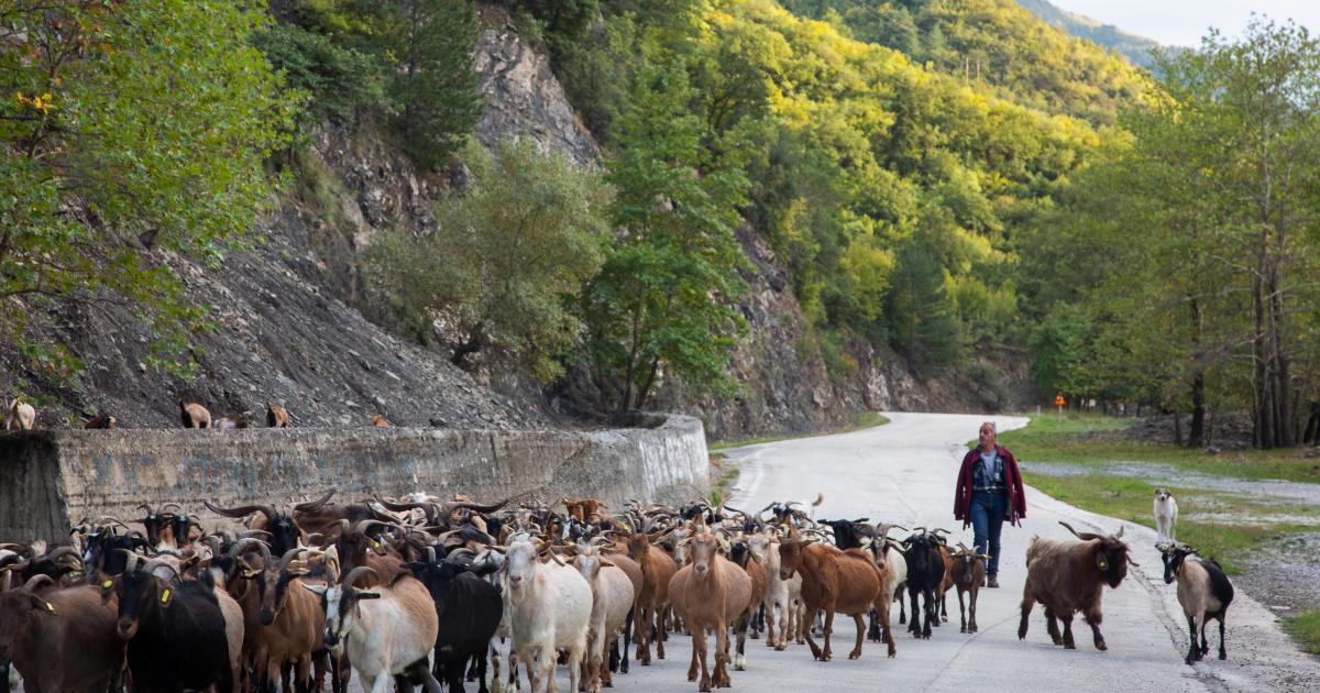 Οκτώ νέα μέτρα για την ευλογιά αιγοπροβάτων – Σχέδιο δράσης από το ...