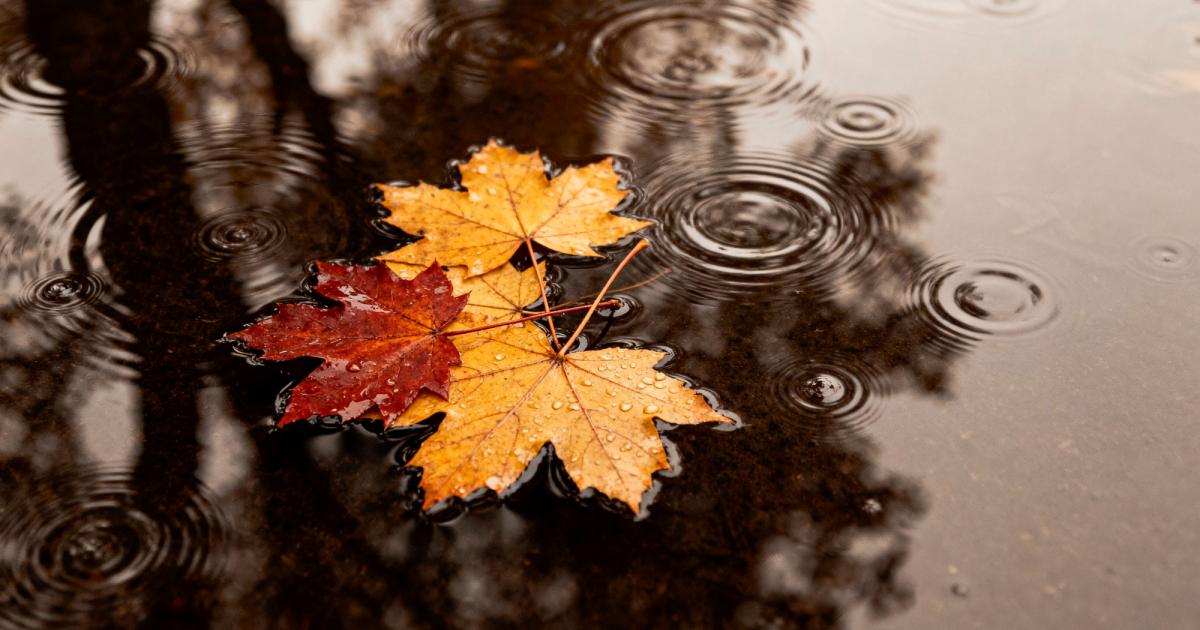 Γνωρίζετε τη λέξη που περιγράφει τη μυρωδιά της βροχής; | Proson